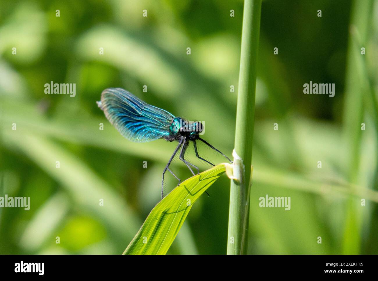 Male blue banded damselfly hi-res stock photography and images - Alamy