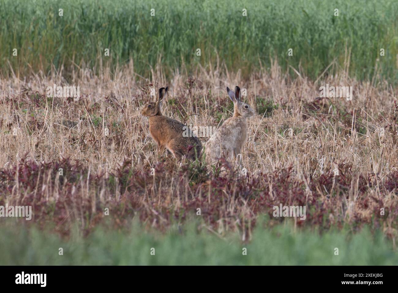 Brown Hare (Lepus europaeus) with a camouflaged blond form Hare ...
