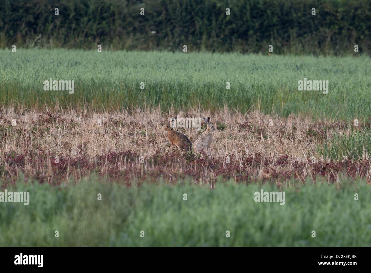 Hares form hi-res stock photography and images - Alamy