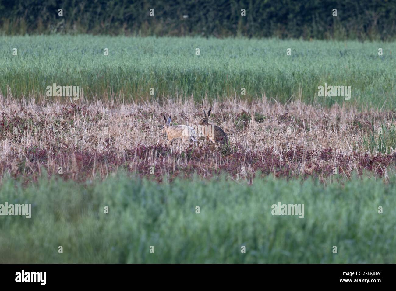 Brown Hare (Lepus europaeus) with a camouflaged blond form Hare ...