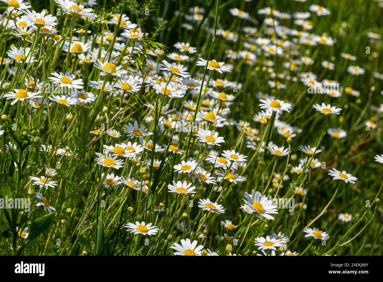 Wild daisy flowers growing on meadow, white chamomiles. Oxeye daisy ...