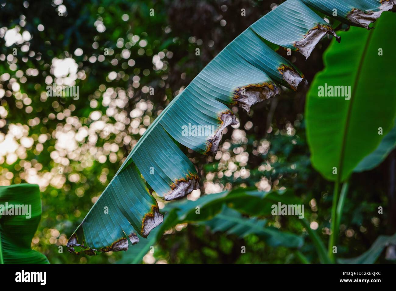 Leaves on sunset background hi-res stock photography and images - Alamy