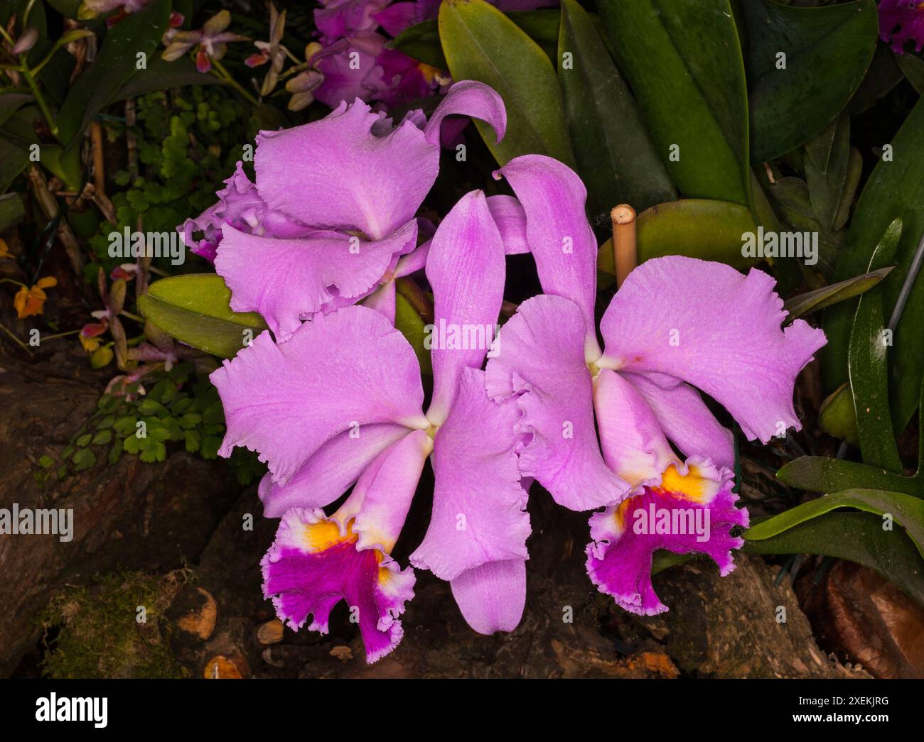 Cattleya family hi-res stock photography and images - Alamy