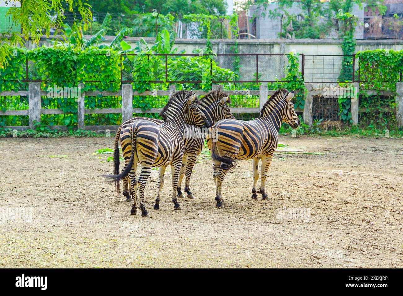 Group of plains zebra standing in the sand, Herd of zebras standing on the zoo Stock Photo - Alamy