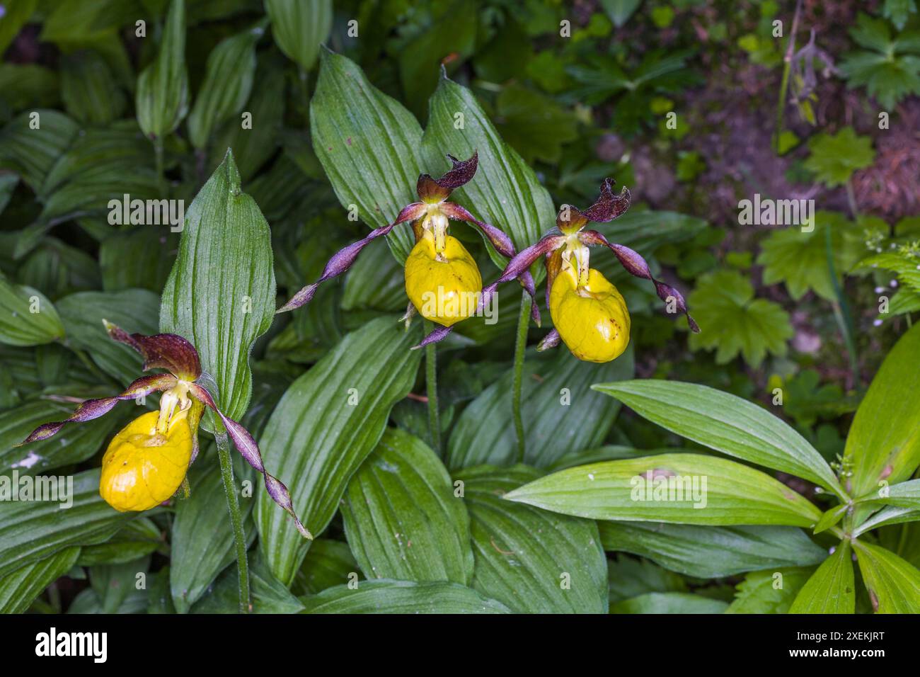 Cypripedium calceolus (family: Orchidaceae). Aosta Valley, Italy ...