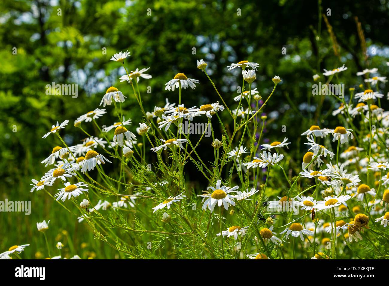 Flesh Flies belong to the family Sarcophagidae. Tripleurospermum ...