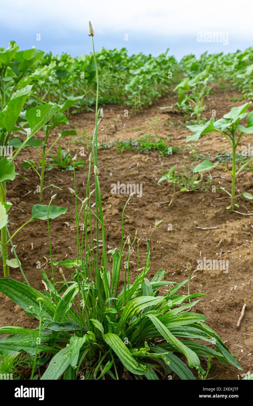 Ribwort plantain Plantago lanceolata. Medicinal plants in the garden ...