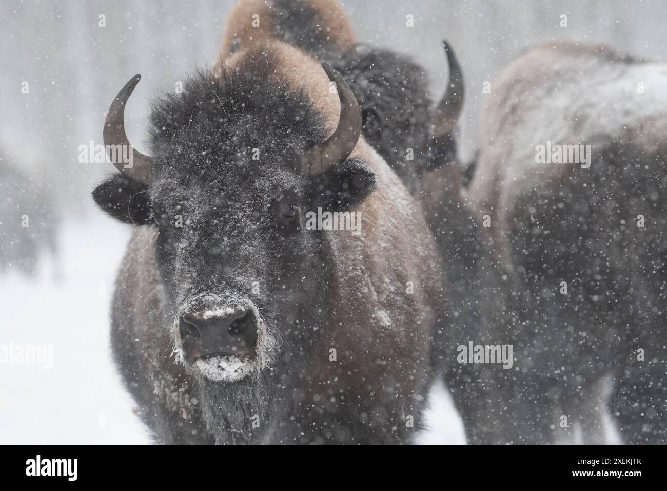 Group of bison together in a field during a winter storm Stock Photo ...