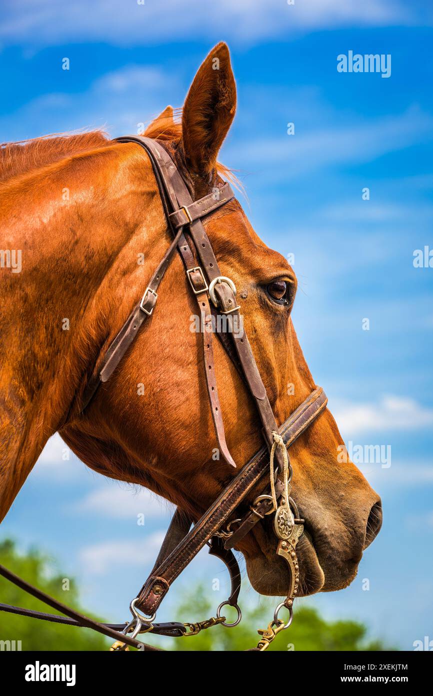 Rodeo Horse head portrait Stock Photo - Alamy