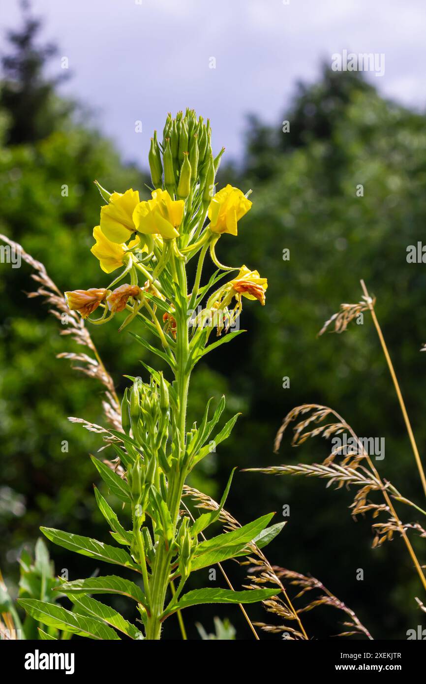 Yellow evening primrose Oenothera biennis, medicine plant for cosmetics ...