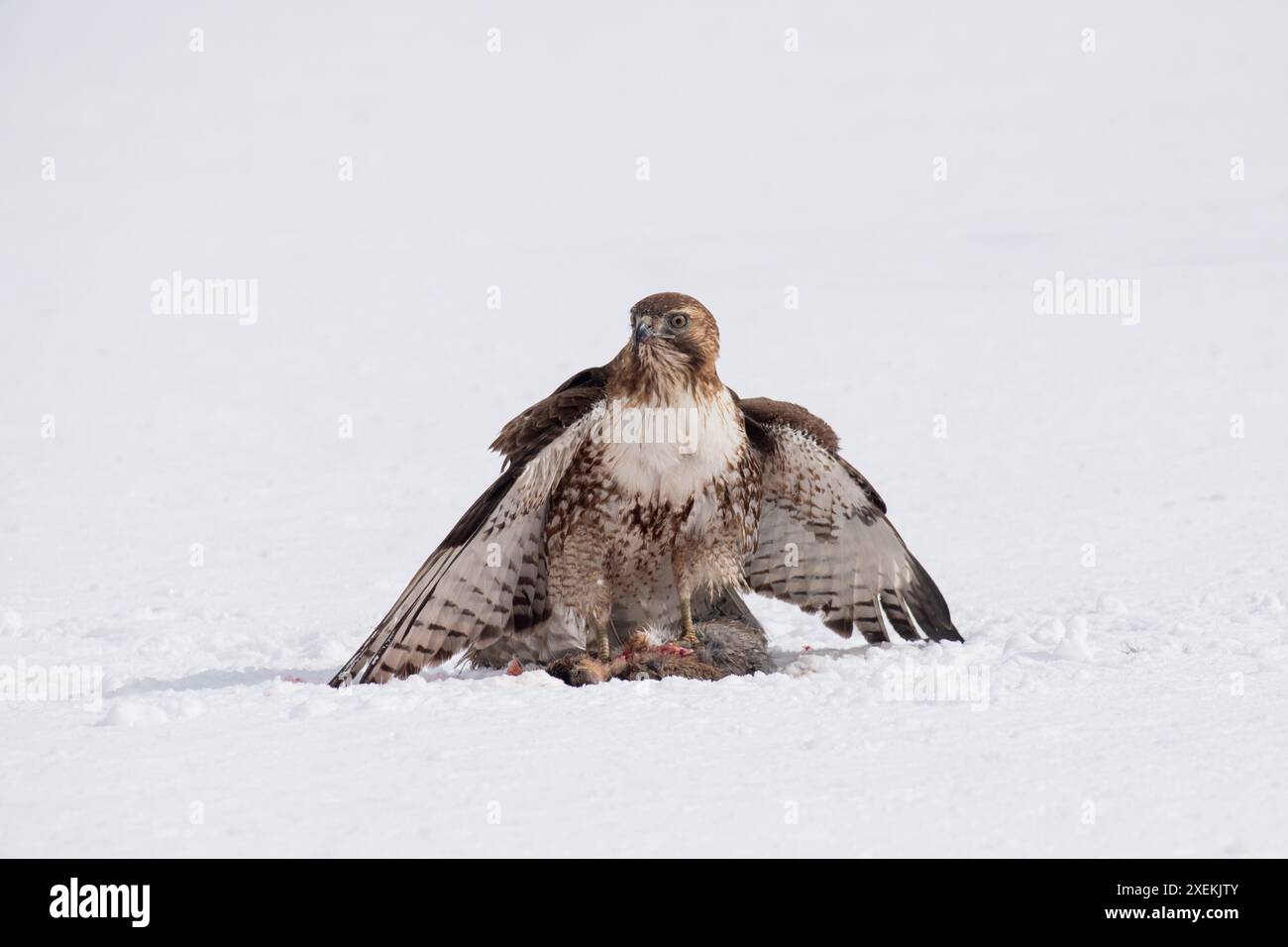 Eagle with a rabbit as a prey hi-res stock photography and images - Alamy