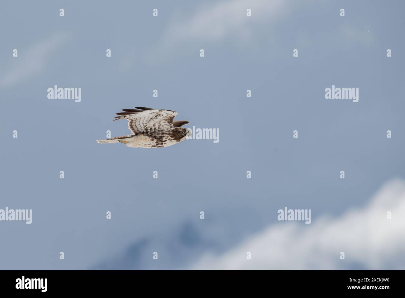 Red tail hawk flying against the blue sky in the winter Stock Photo - Alamy