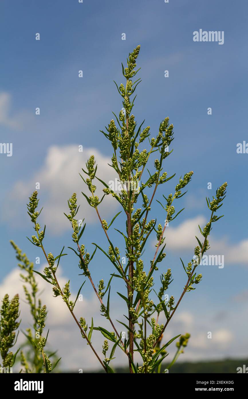Chenopodium album, edible plant, common names include lamb's quarters ...