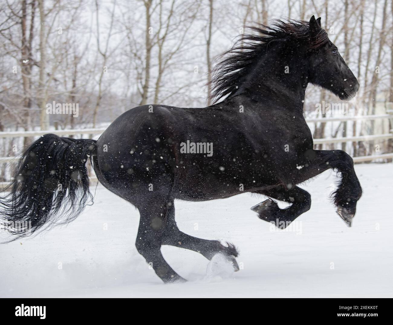 Friesian snow hi-res stock photography and images - Alamy
