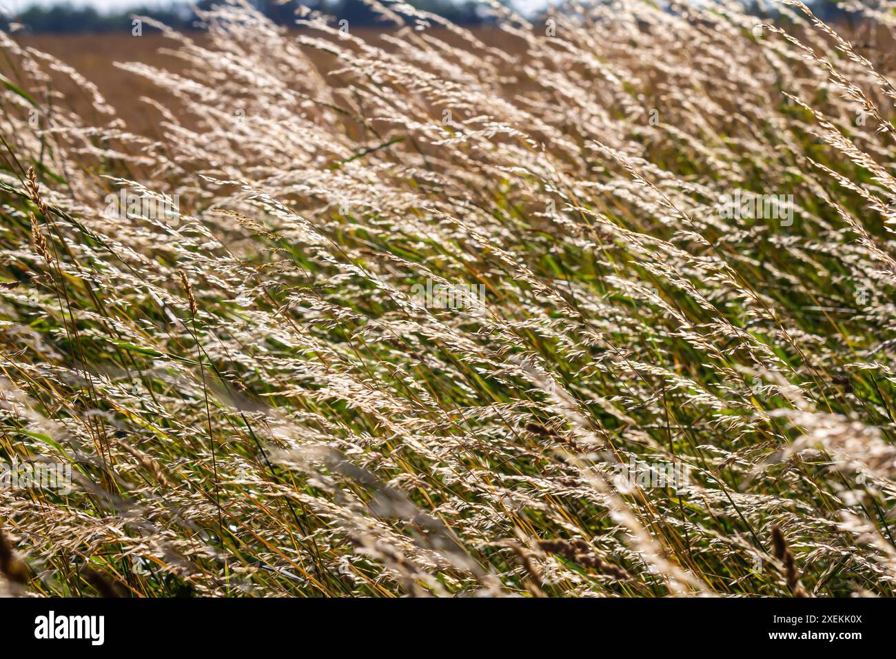 Meadow grass meadow with the tops of stele panicles. Poa pratensis ...