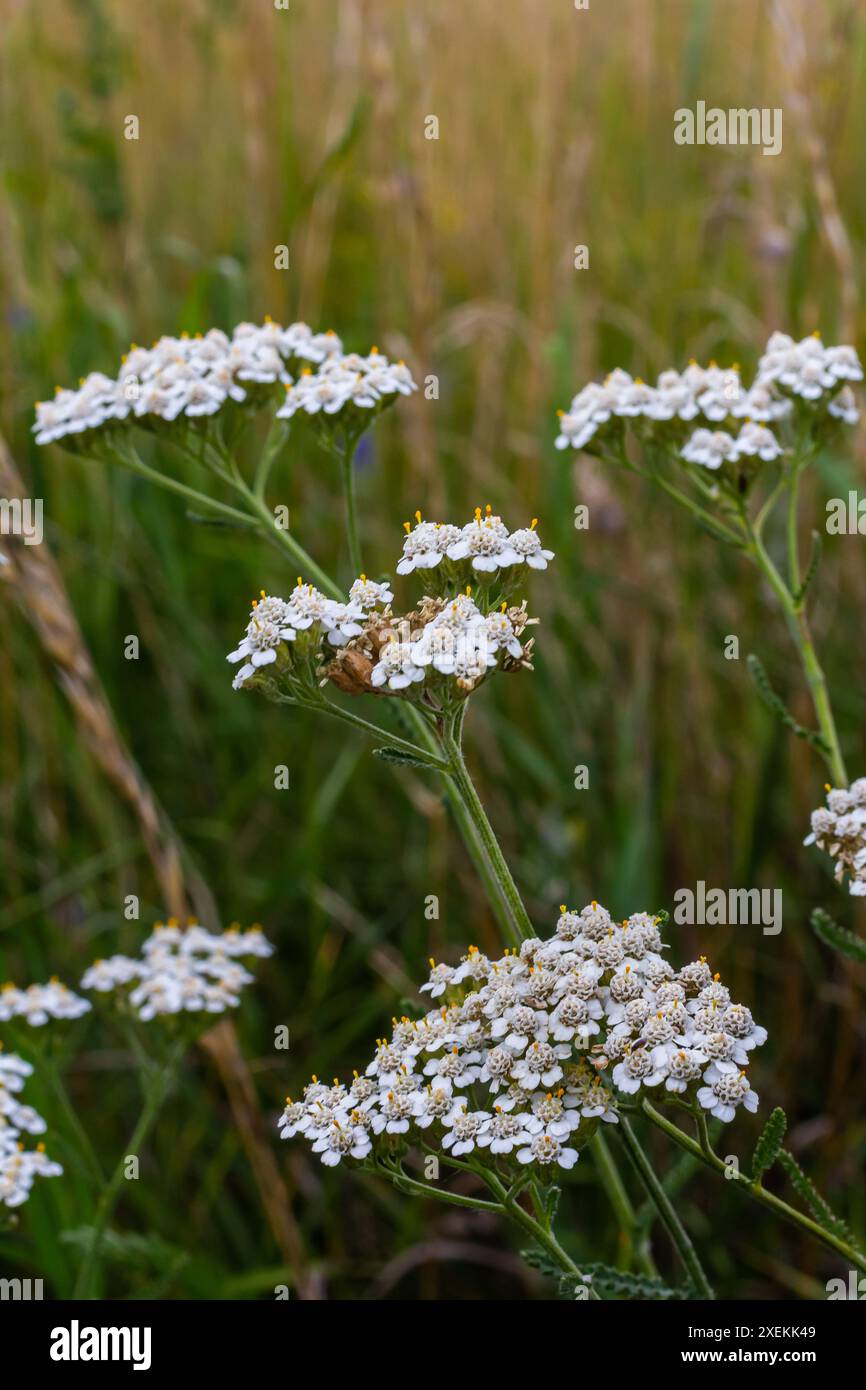 Common yarrow Achillea millefolium white flowers close up, floral ...