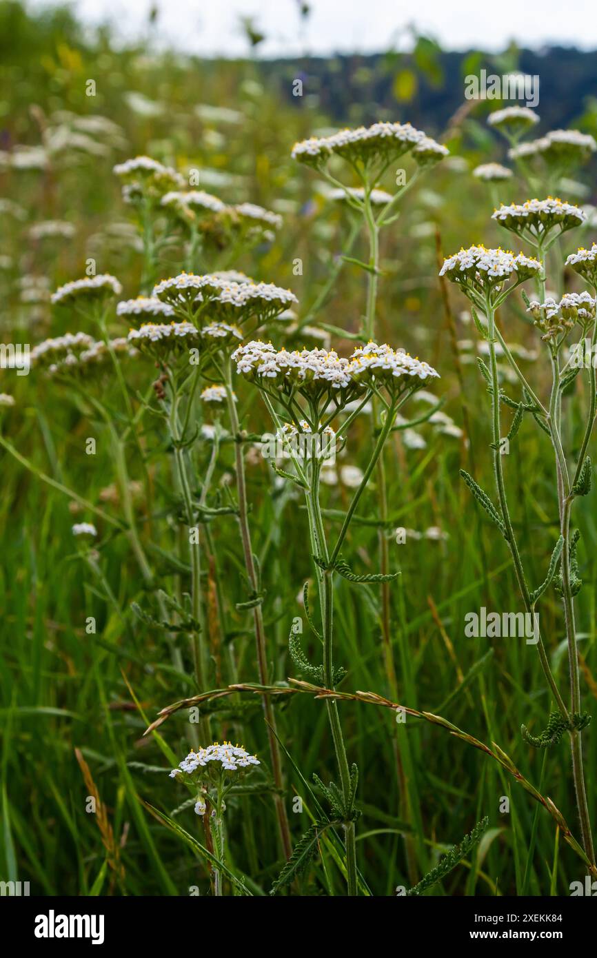 Common yarrow Achillea millefolium white flowers close up, floral ...