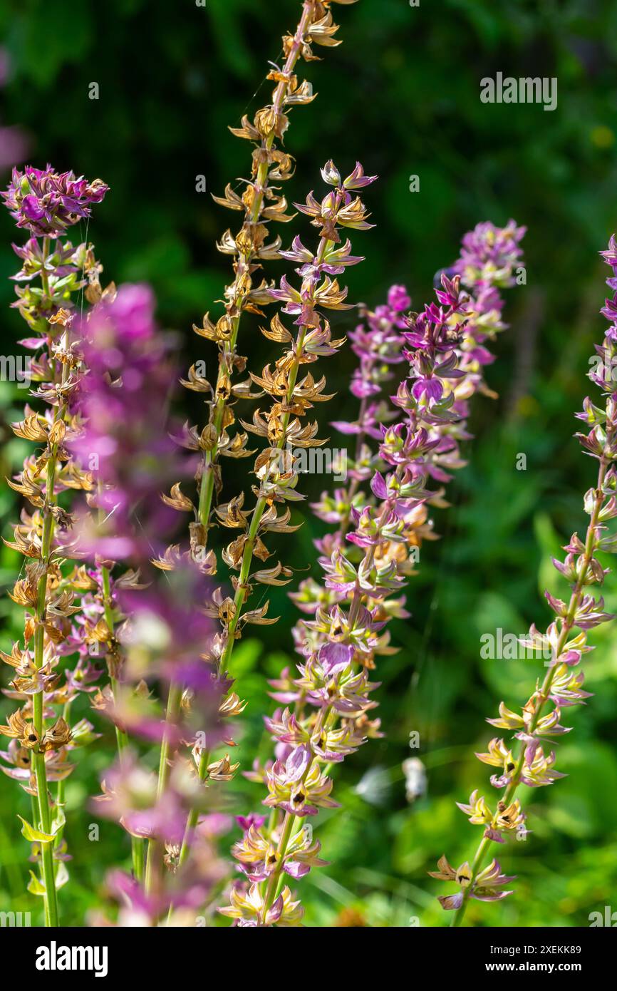 Deep violet-blue flowers, Salvia nemorosa Ostfriesland. Tall purple ...