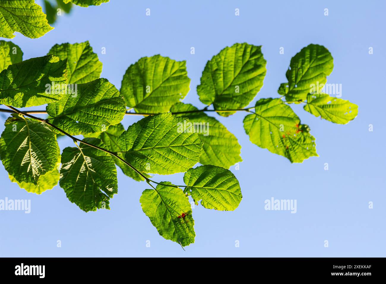 Fresh green Hazel leaves close up on branch of tree in spring with ...