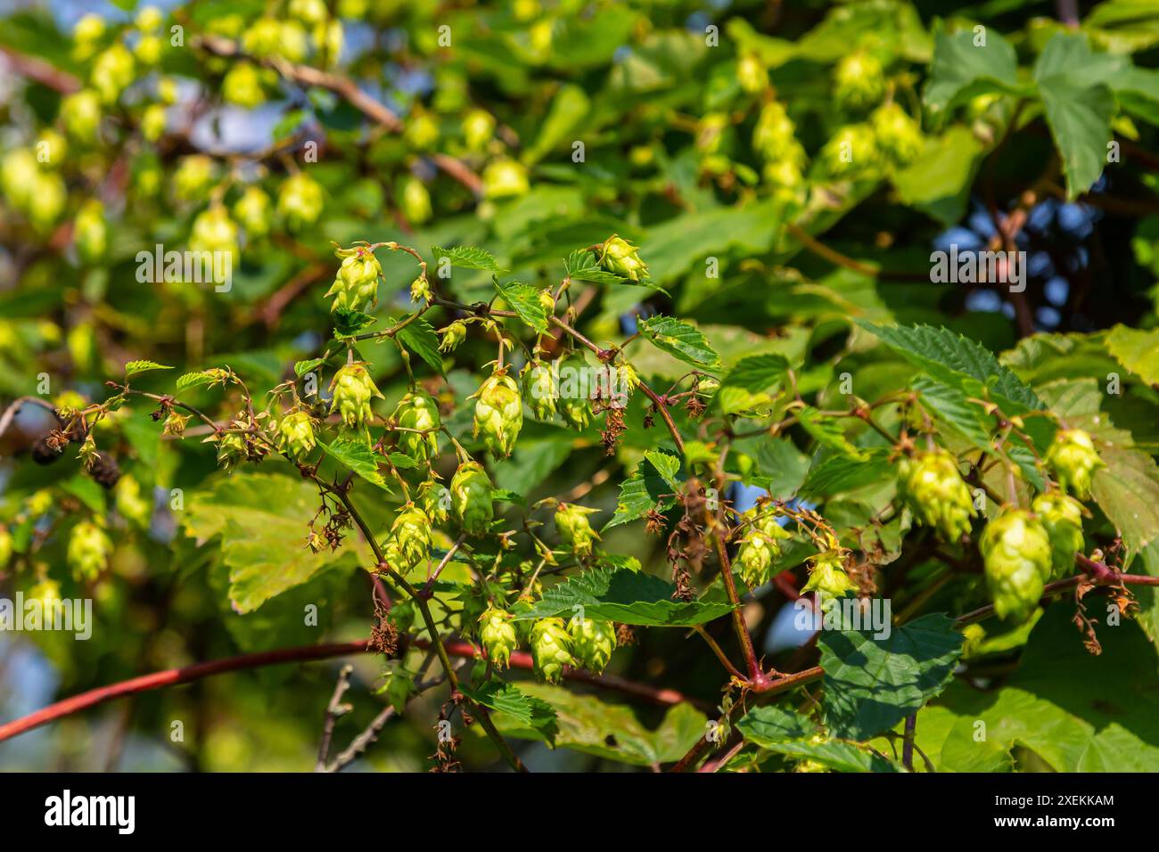Hop cones grow on the stem of the plant Stock Photo - Alamy