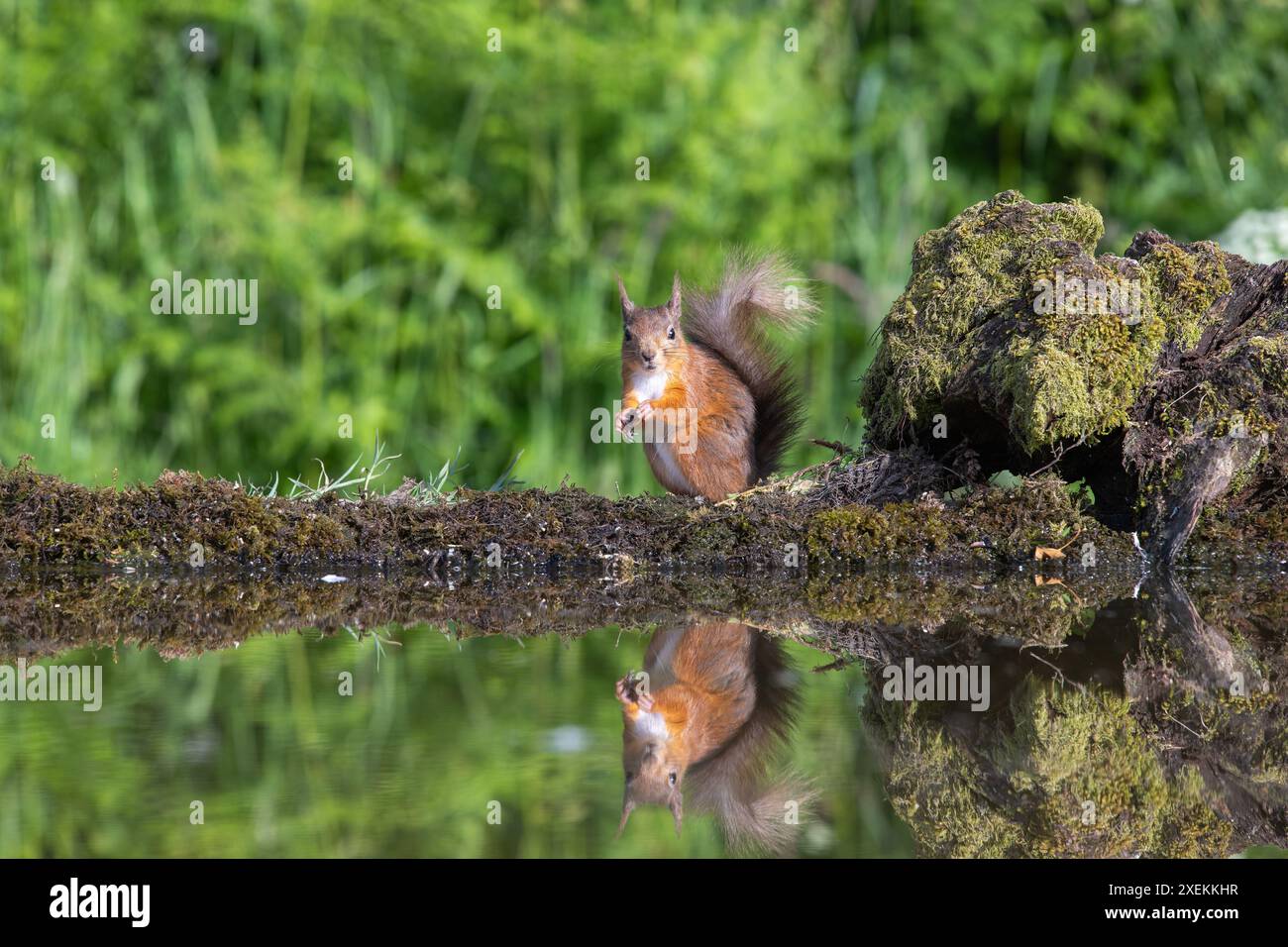 Red Squirrel, Sciurus vulgaris, at the side of a pool, reflection in ...