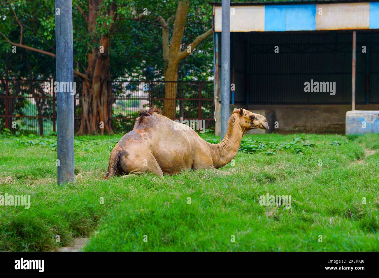 Camel sitting hi-res stock photography and images - Alamy