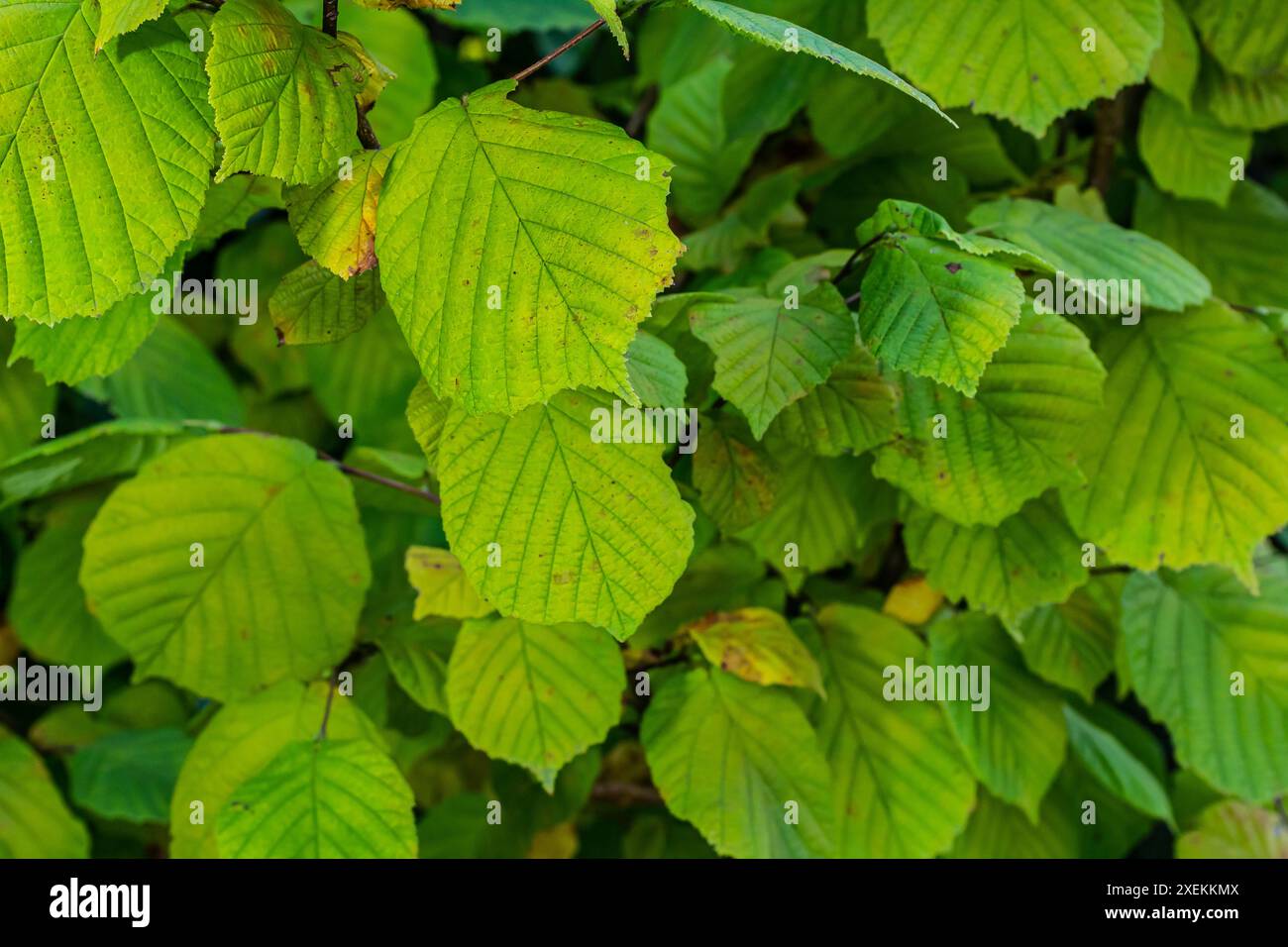 Fresh green Hazel leaves close up on branch of tree in spring with ...
