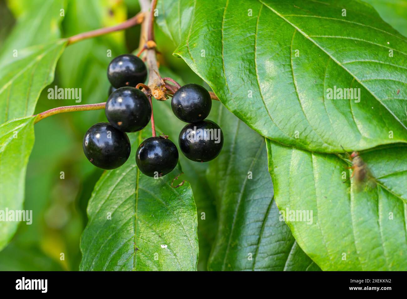 Leaves and fruits of the medicinal shrub Frangula alnus, Rhamnus ...