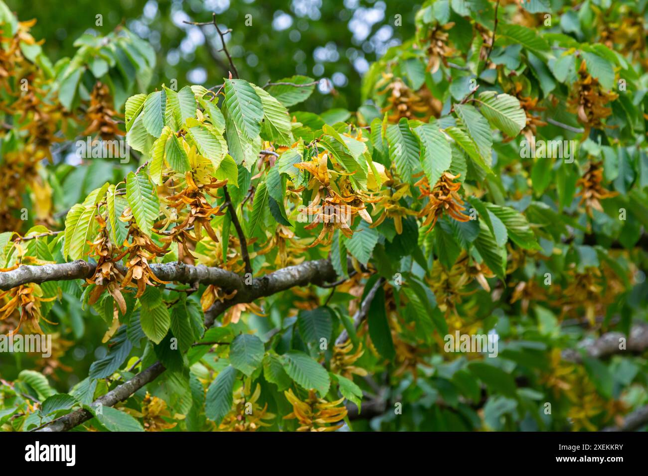 Branches of the hornbeam, species of Carpinus betulus, or common ...