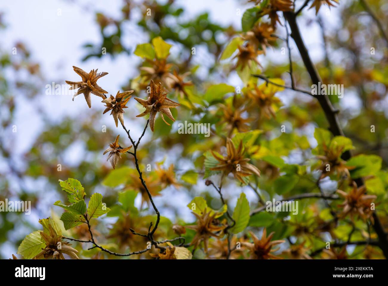 Branches of the hornbeam, species of Carpinus betulus, or common ...