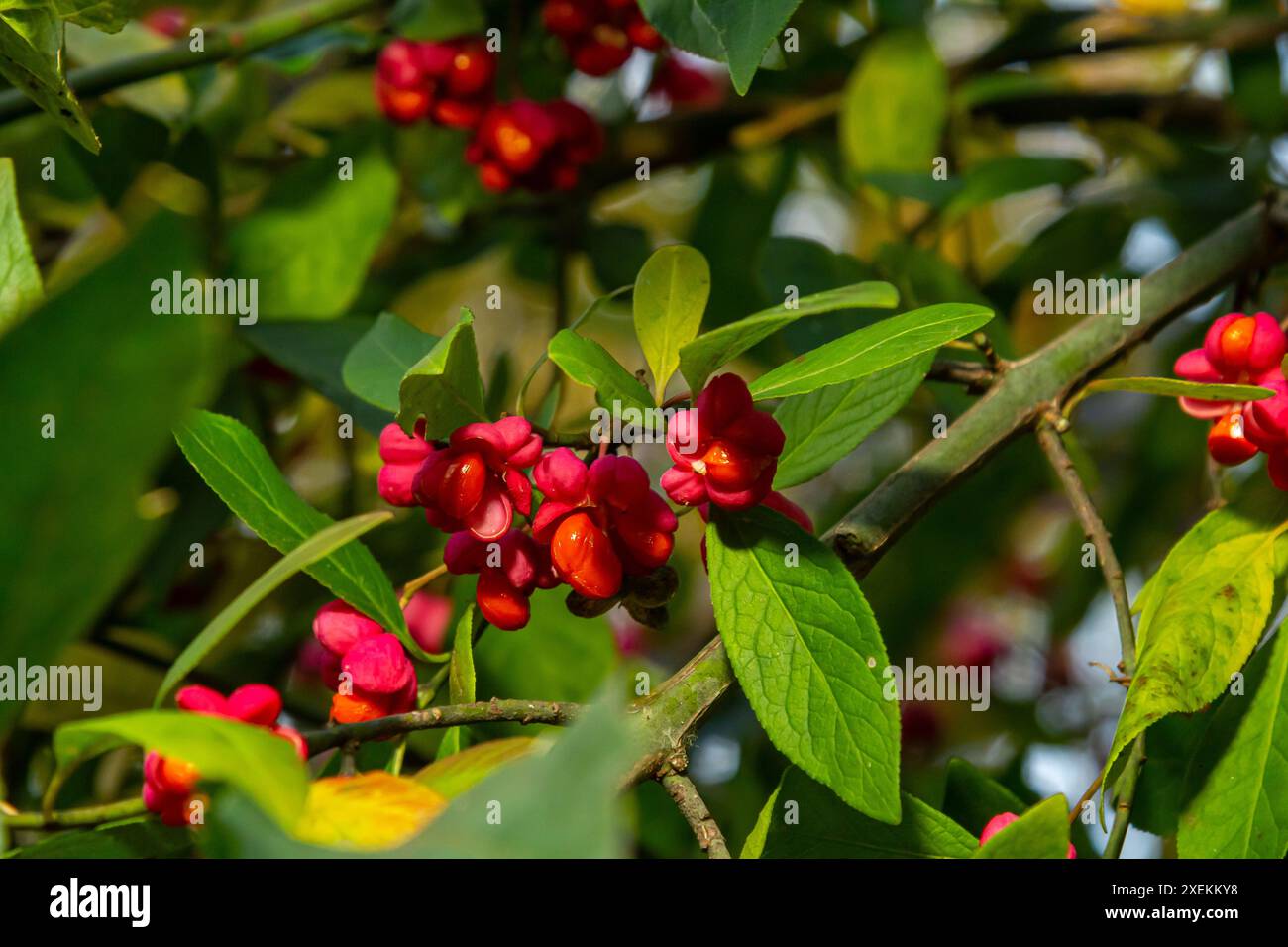 Common spindle shrub euonymus hi-res stock photography and images - Alamy
