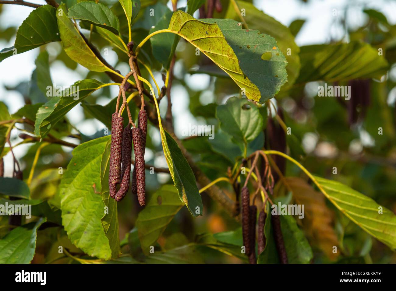 Speckled alders spread their seed through cone-like structures Stock ...