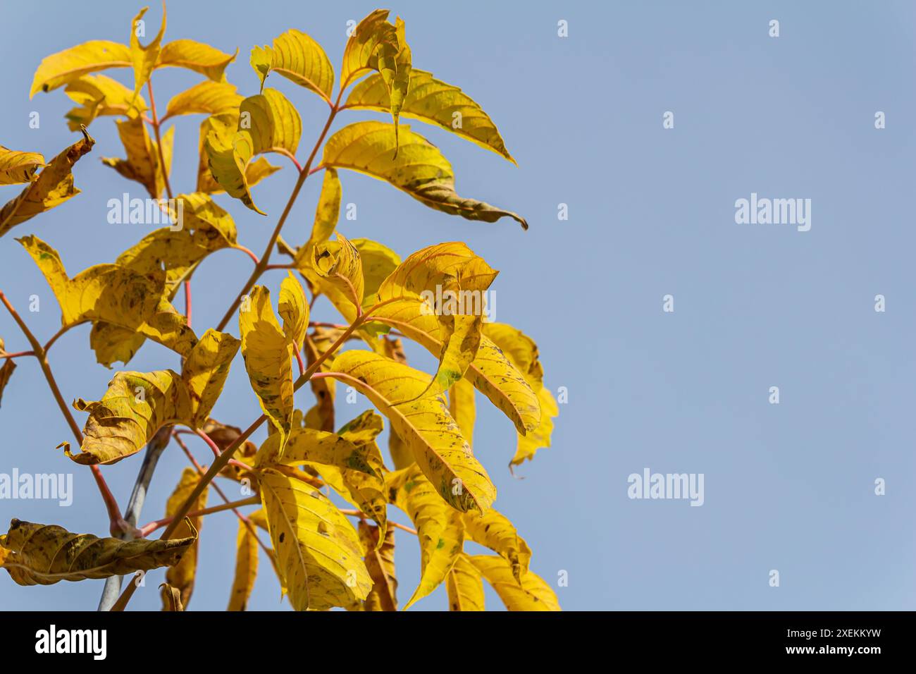 Autumnal leaves of an ash-leaved maple Acer negundo tree in the autumn ...
