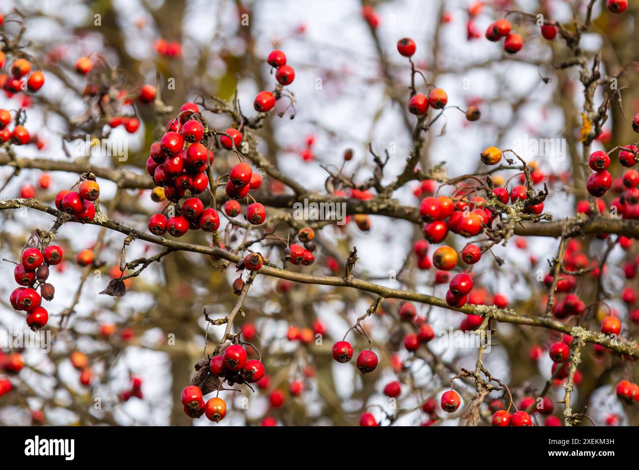 Edible hawthorn fruit hi-res stock photography and images - Alamy