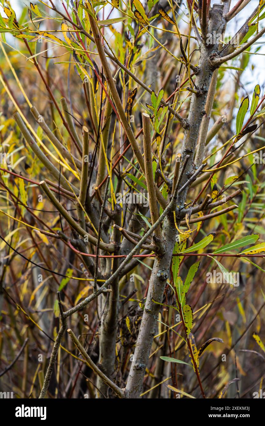 Salix purpurea purple willow or osier is a species of Salix native to ...