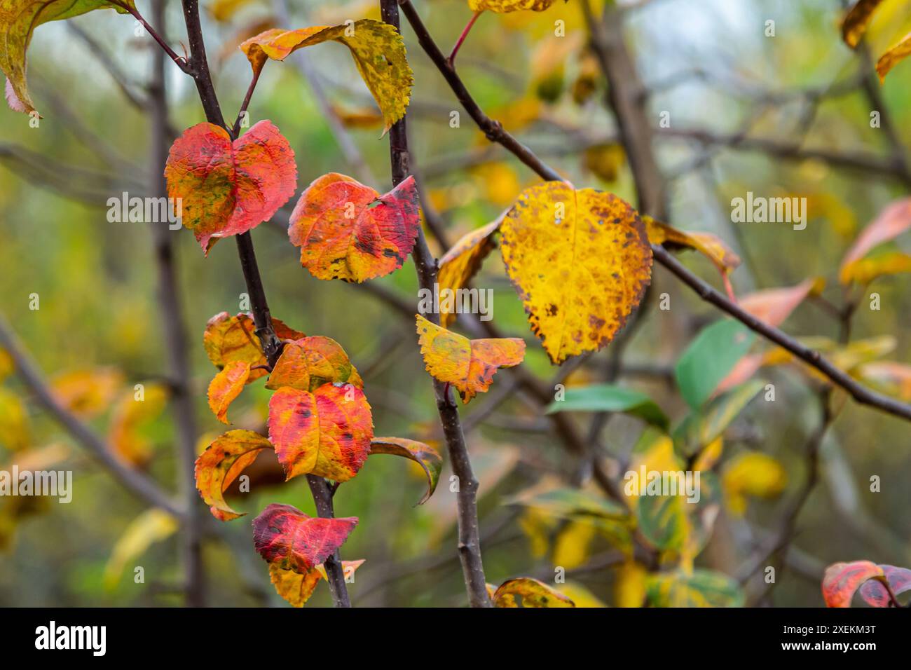 An image of autumn leaves with the forest background Stock Photo - Alamy