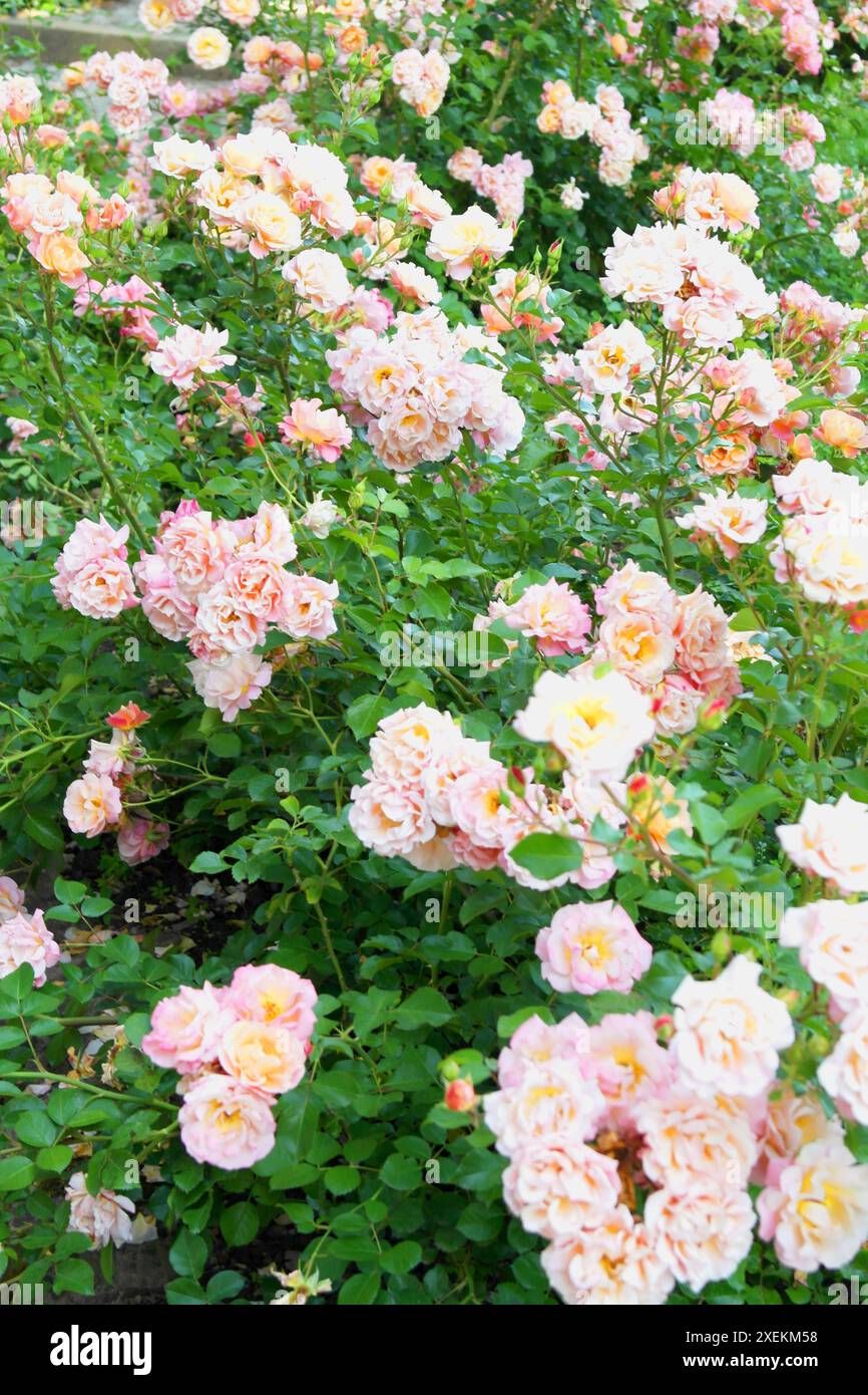 Background with group of flowering roses Stock Photo - Alamy