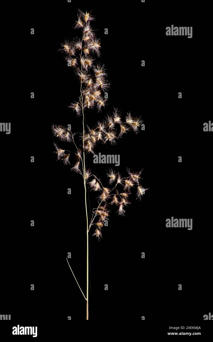 Natal red top grass hi-res stock photography and images - Alamy