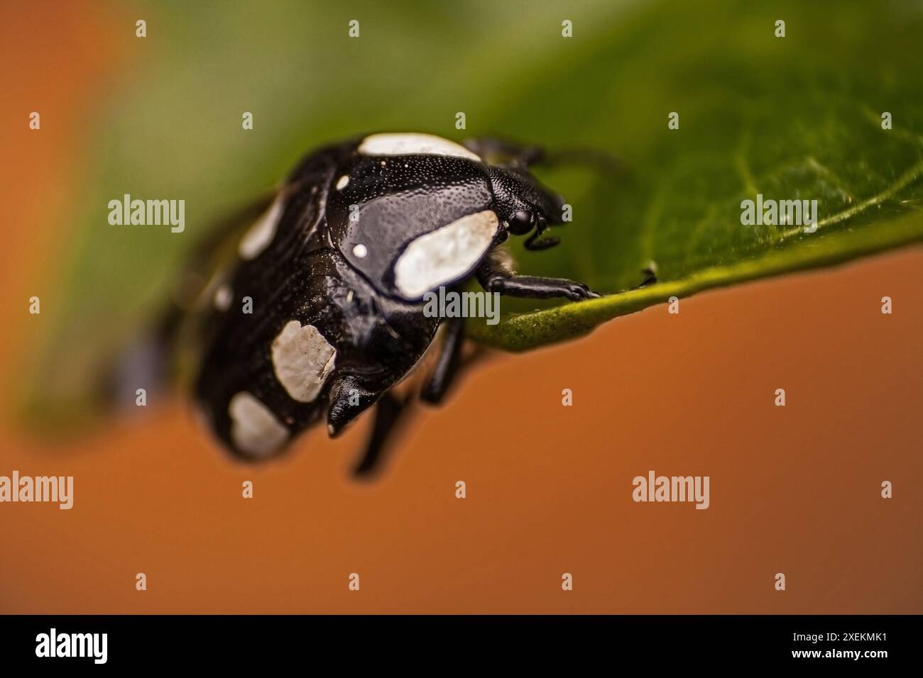 White spotted fruit chafer Mausoleopsis amabilis 15867 Stock Photo - Alamy
