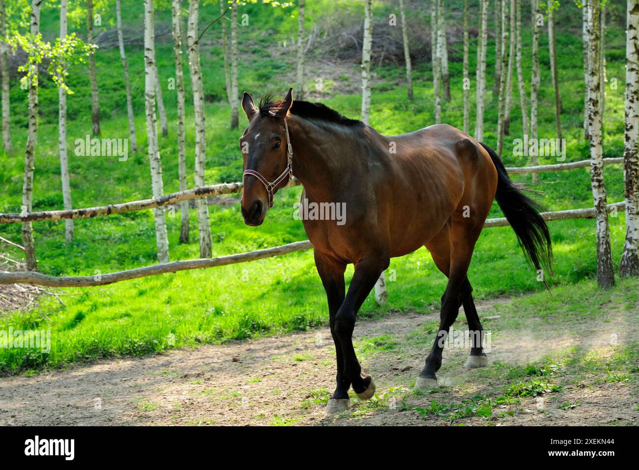 animals, wildlife, pasture, country, calm, nature, horses, beauty ...