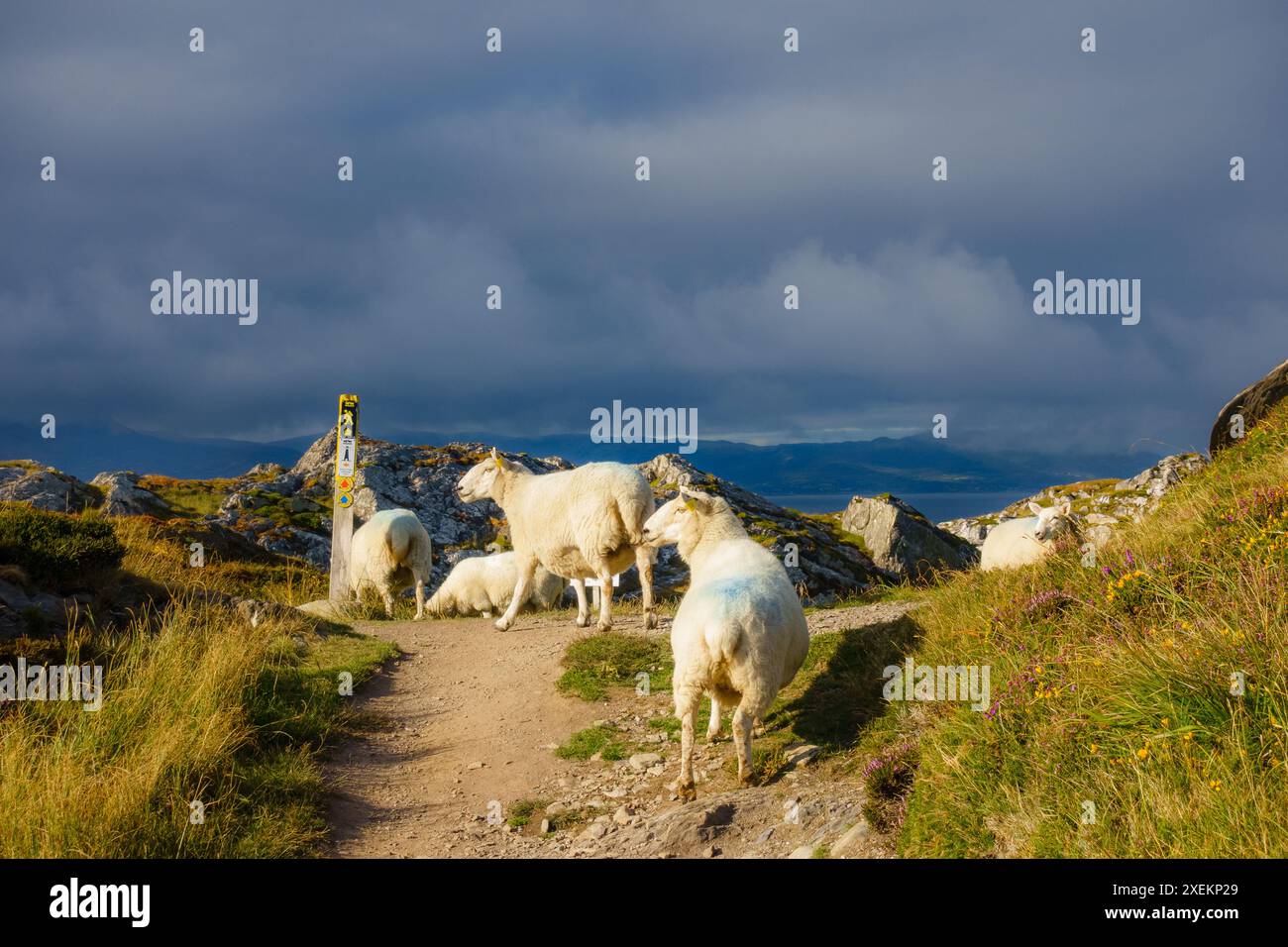 Ireland sheep countryside holiday landscape Stock Photo - Alamy