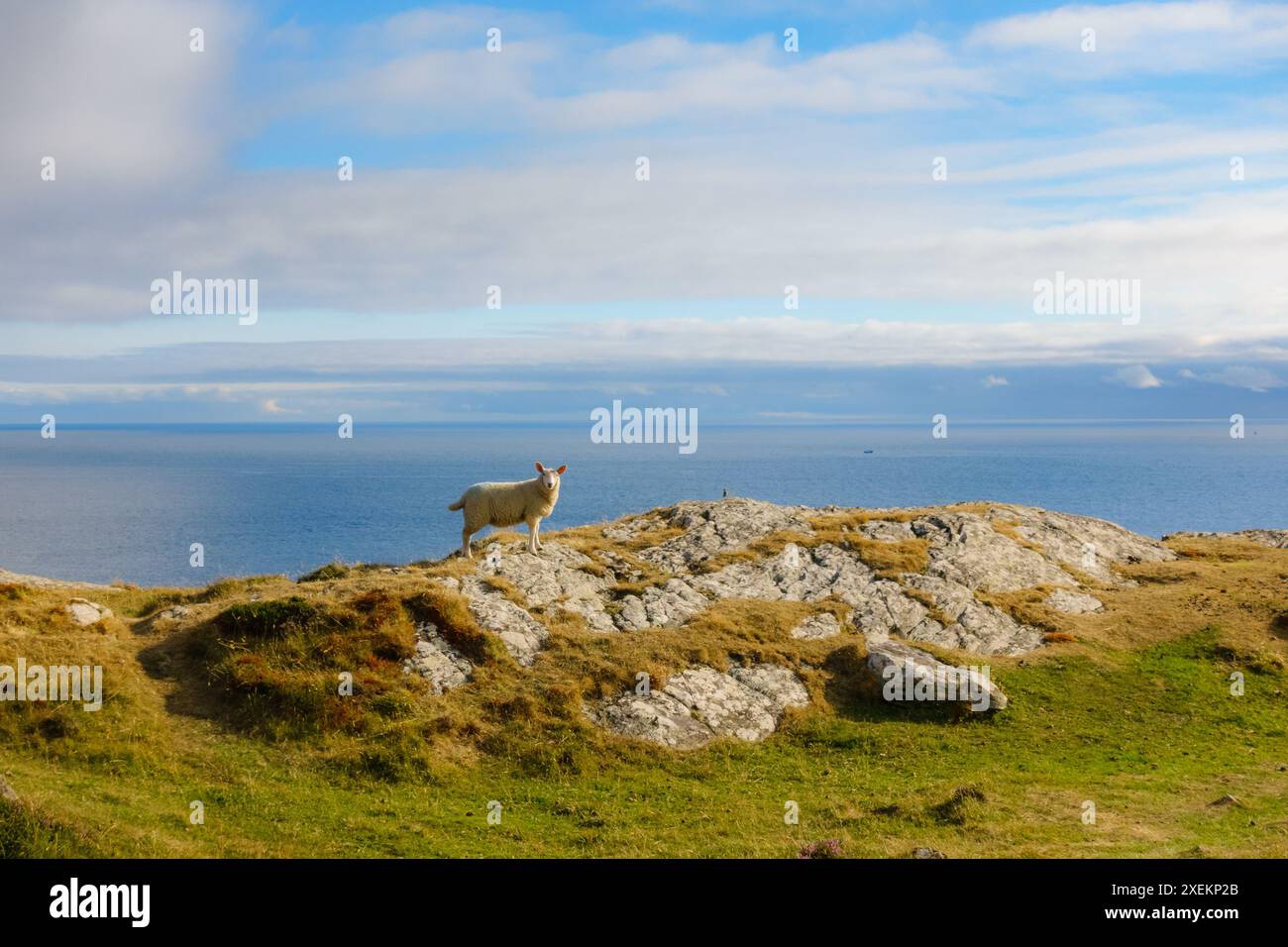 Ireland sheep countryside holiday landscape Stock Photo - Alamy