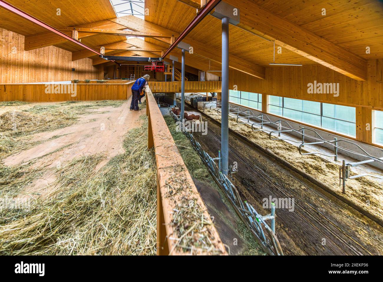 Bettina and Manfred Huber's Pinzgau cows are kept in a modern loose ...