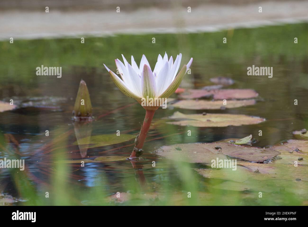 A stunning purple water lily with a vivid yellow center floats ...