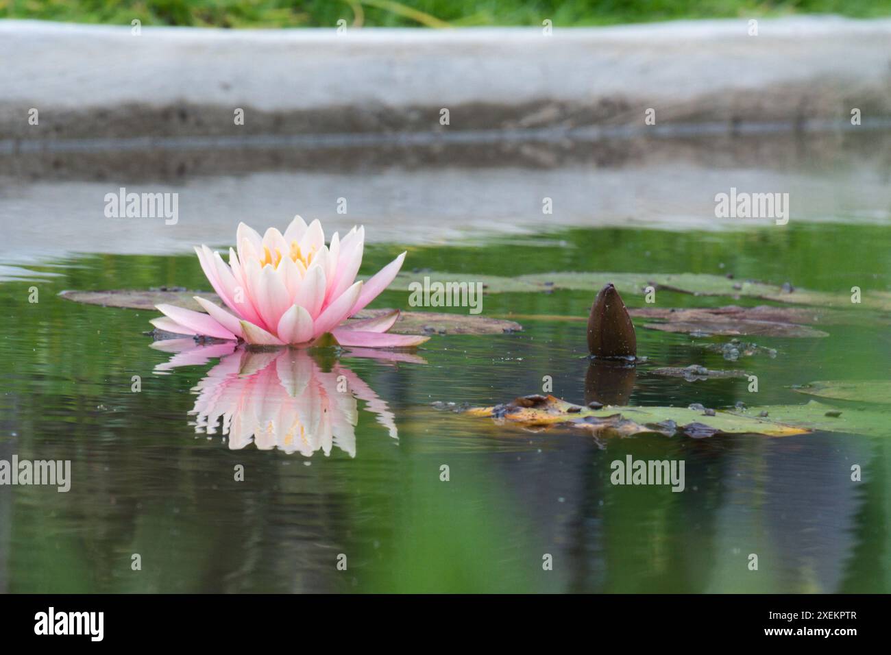 A stunning purple water lily with a vivid yellow center floats ...