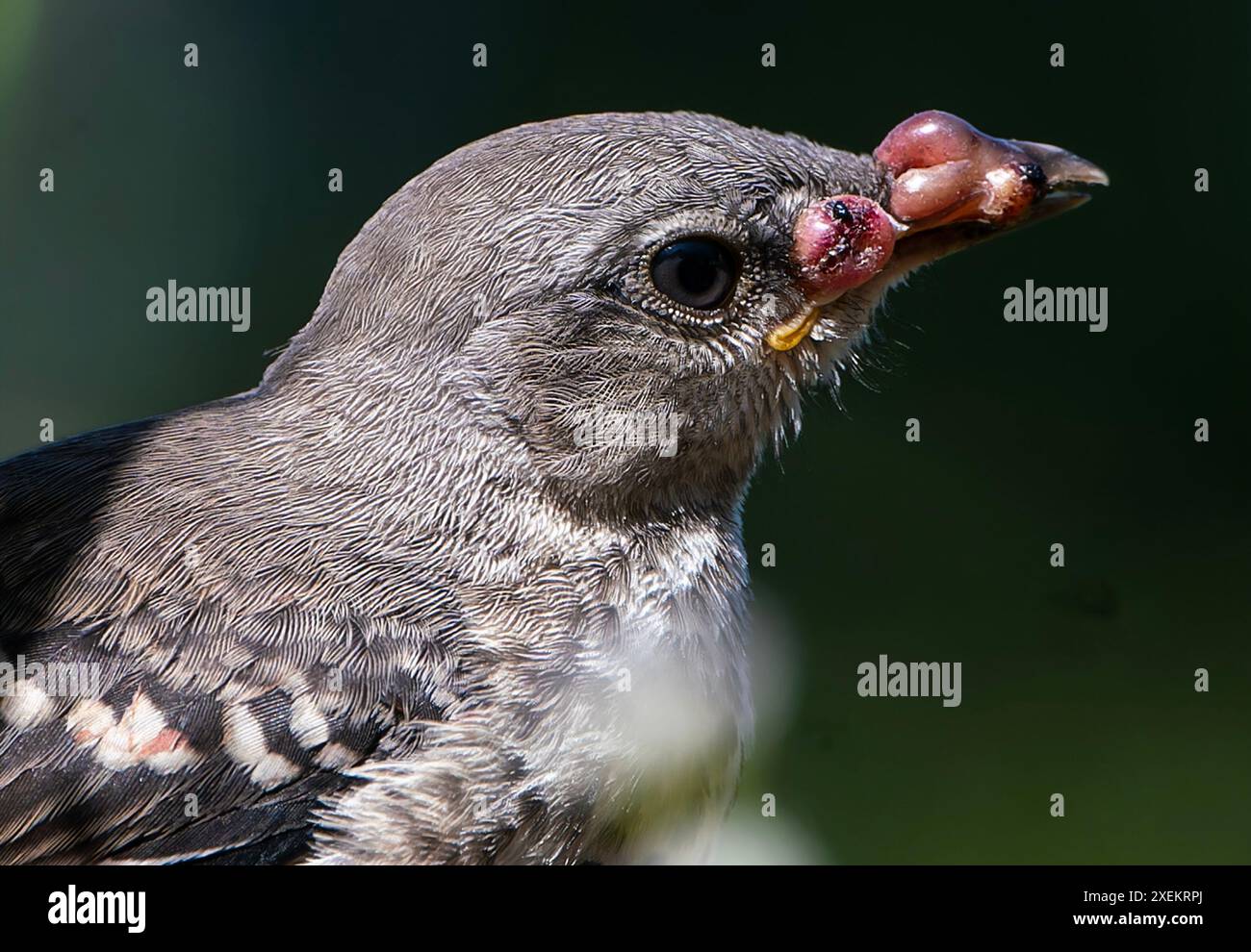 A Northern Mocking bird with avian cancer Stock Photo - Alamy