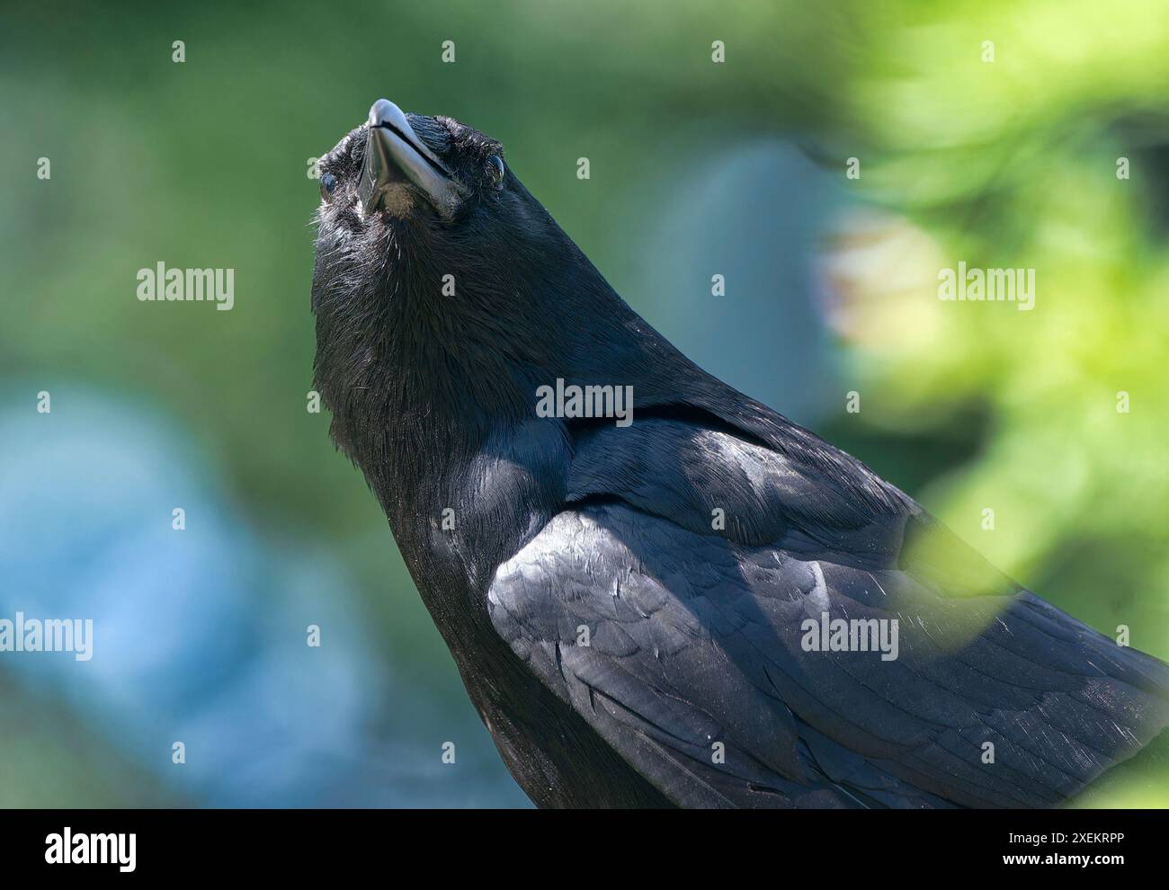 A large black bird arrives on the deck Stock Photo - Alamy