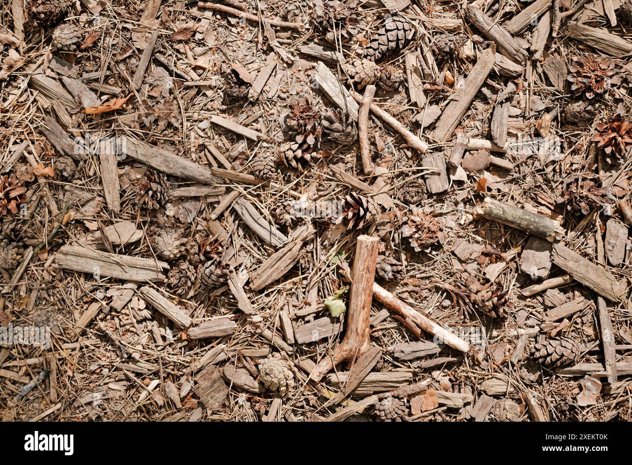 Dry branches, bumps and needles lie on the ground in the pine forest ...