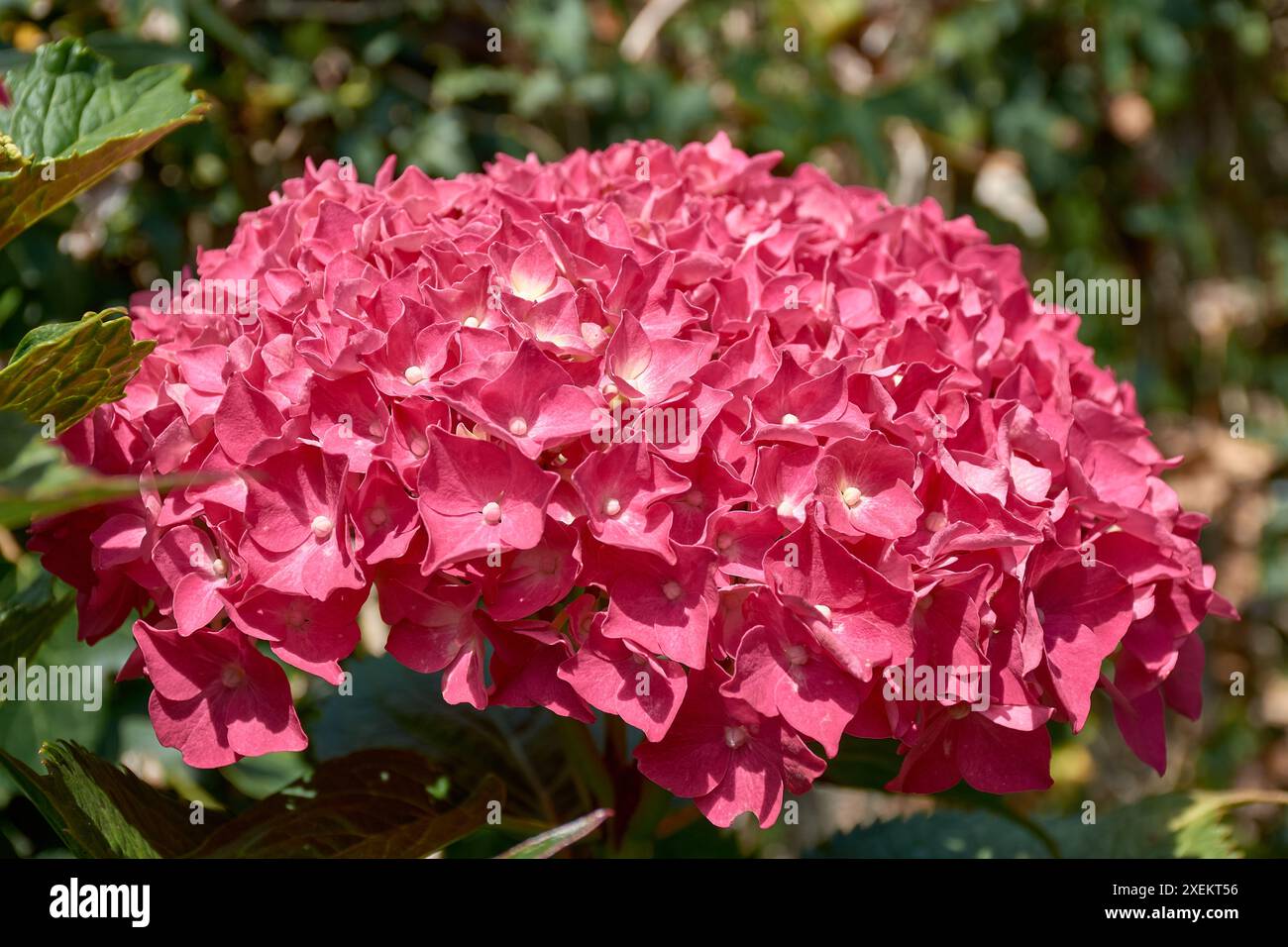 Close-up of a deep reddish hydrangea flower. Captures the delicacy and ...