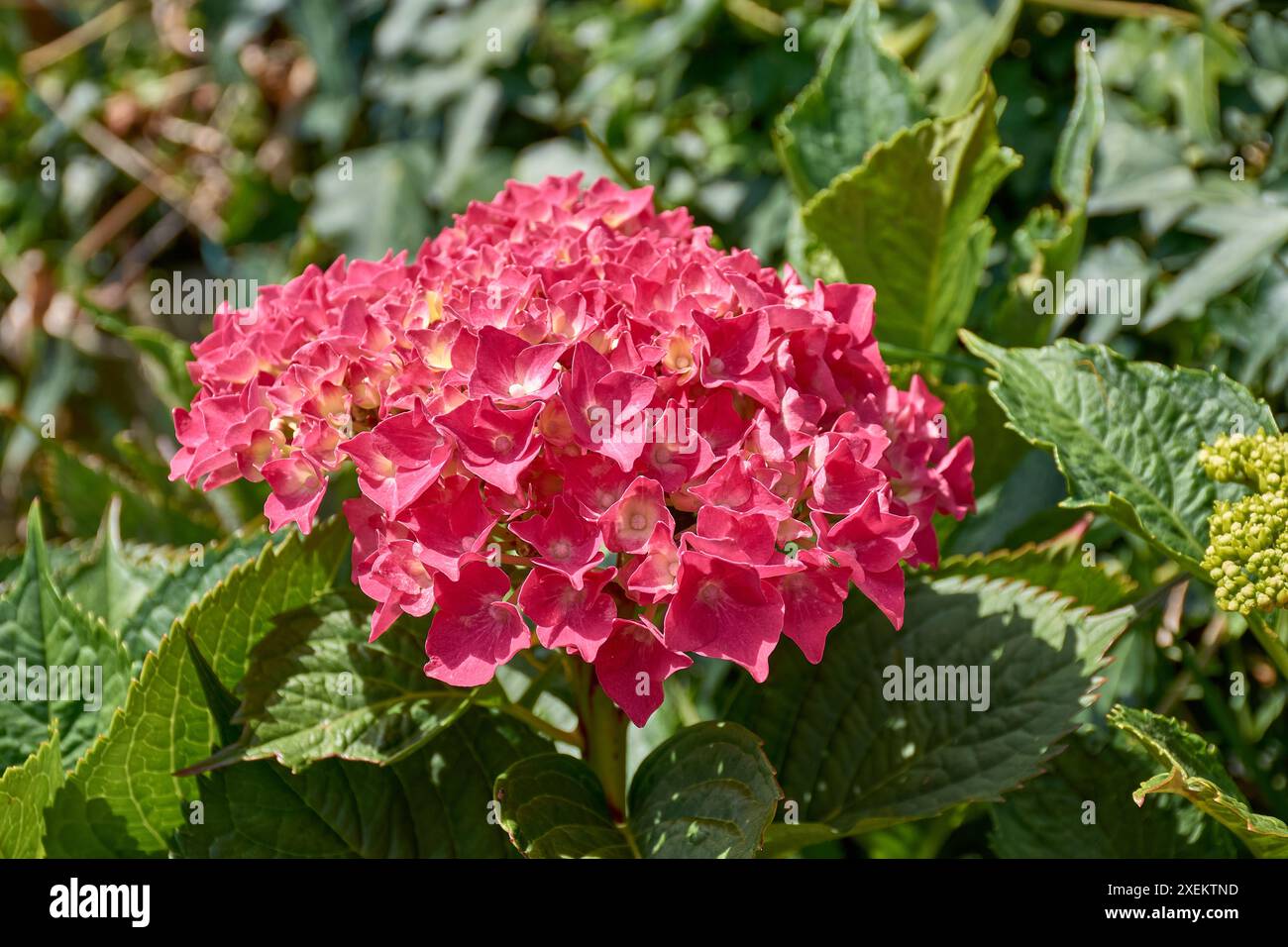 Close-up of a deep reddish hydrangea flower. Captures the delicacy and ...